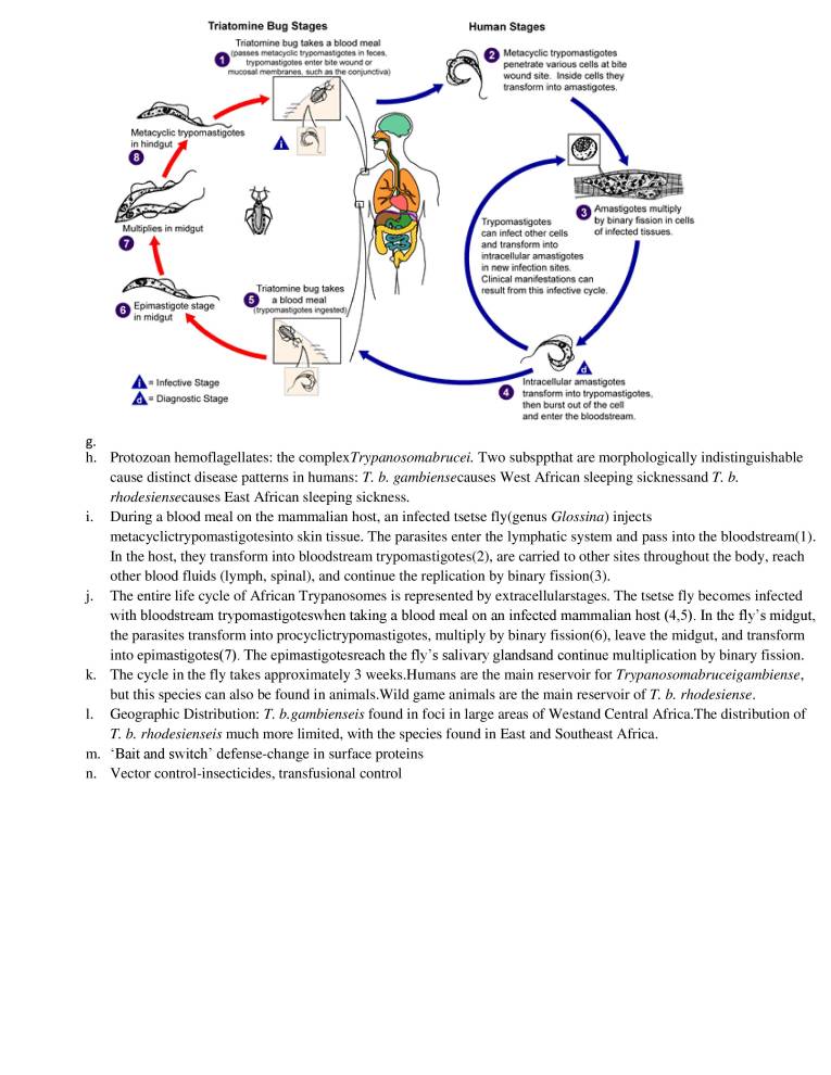 Notes On Importance Of Protozoa - Notes - MyPrivateTutor Malaysia