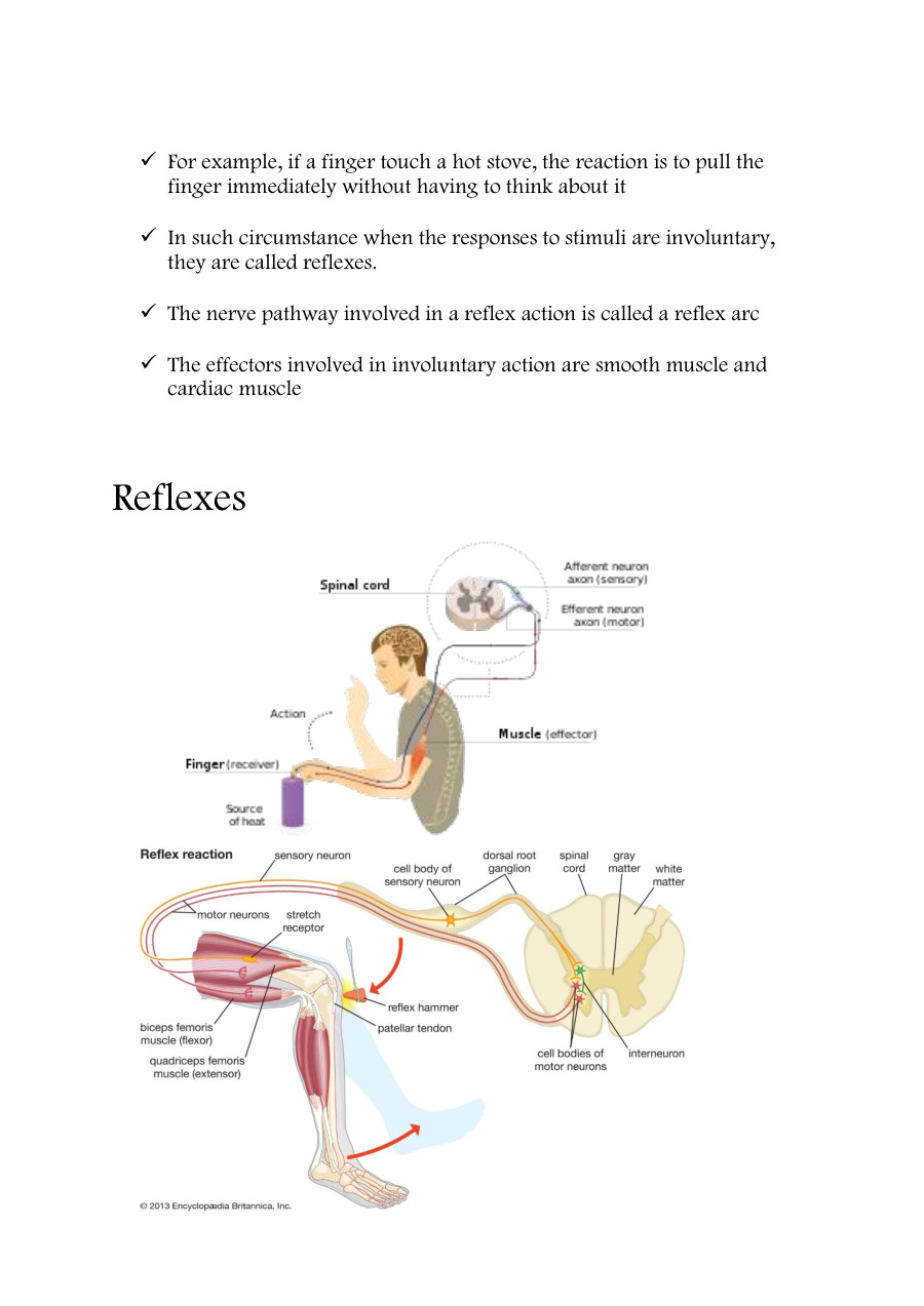 Note on Chapter 12 Coordination and response - Notes - MyPrivateTutor ...