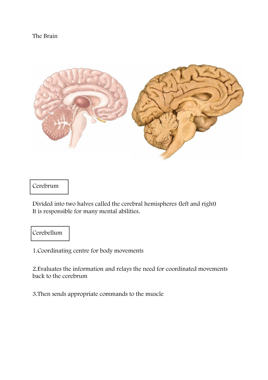 Note on Chapter 12 Coordination and response - Notes - MyPrivateTutor ...