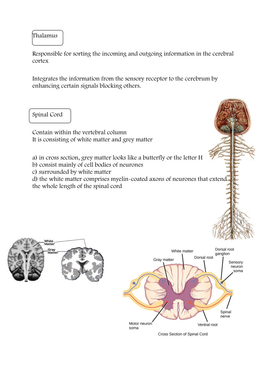 Note on Chapter 12 Coordination and response - Notes - MyPrivateTutor ...
