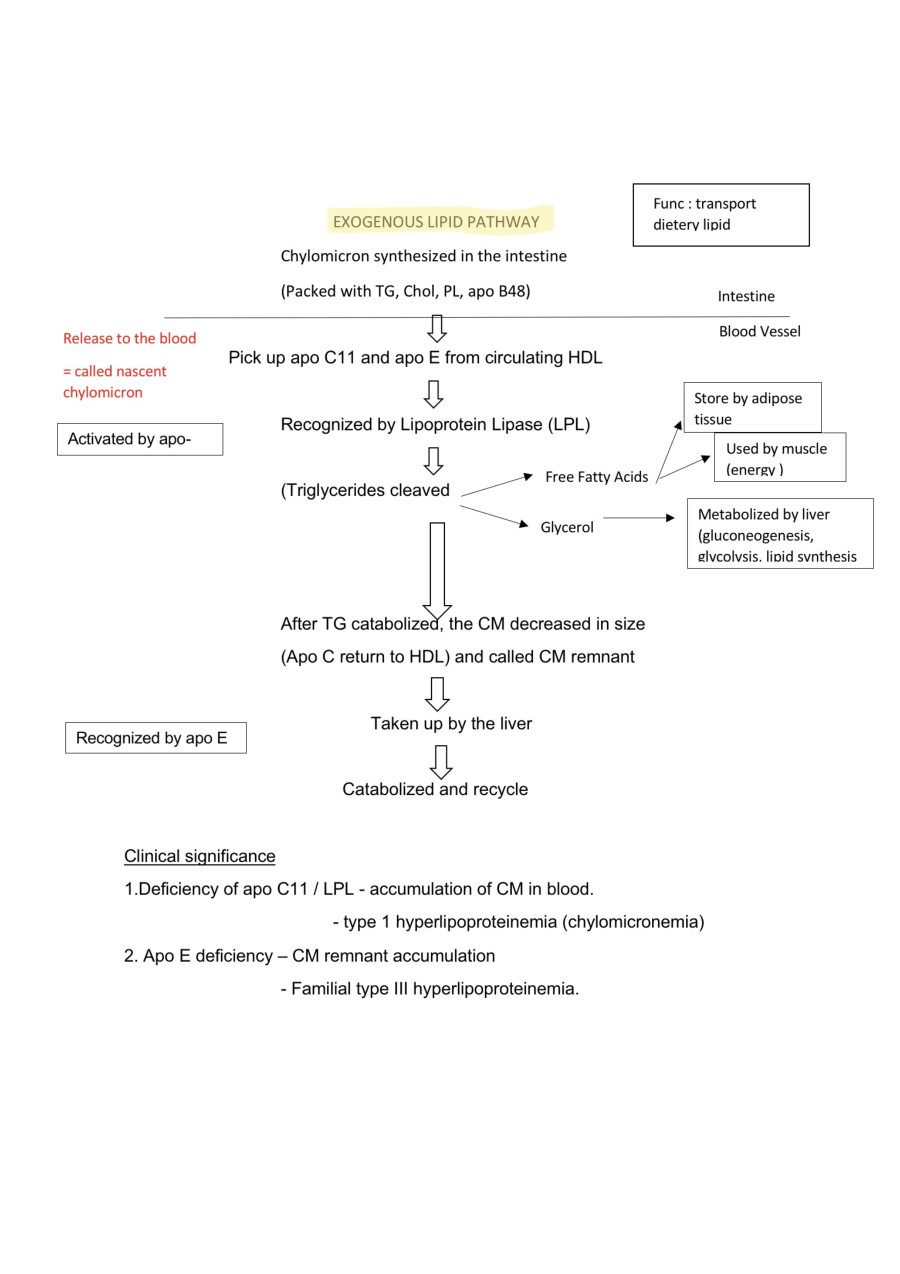 LIPOPROTEIN METABOLISM - Notes - MyPrivateTutor Malaysia