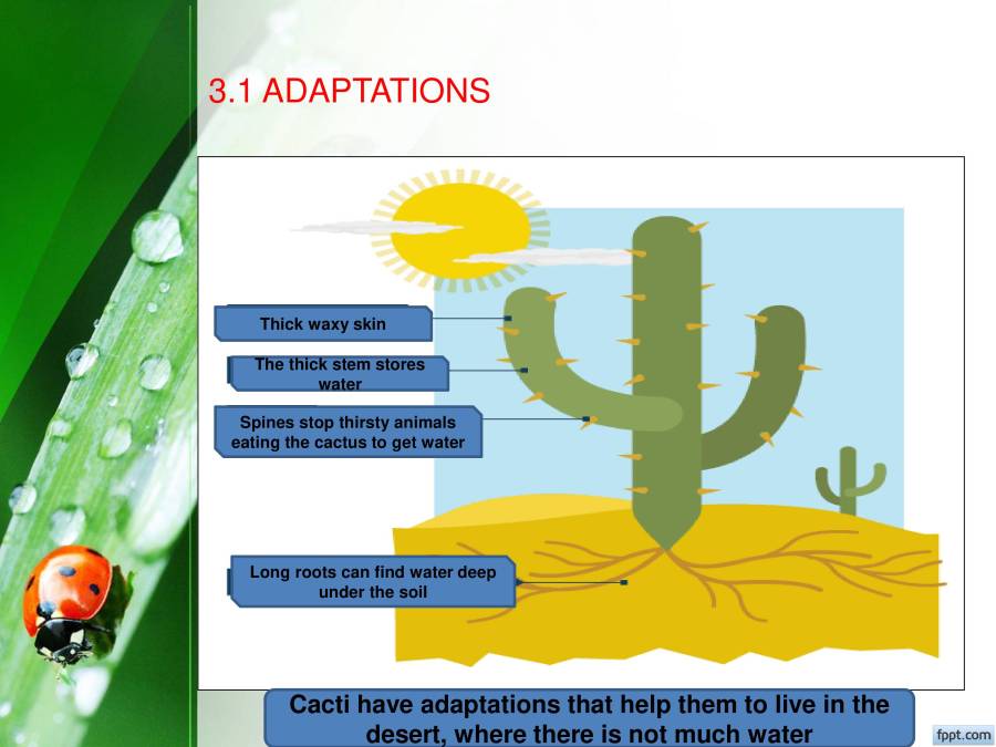 PPT On Cambridge Science Of Year 7 - PowerPoint Slides - MyPrivateTutor ...