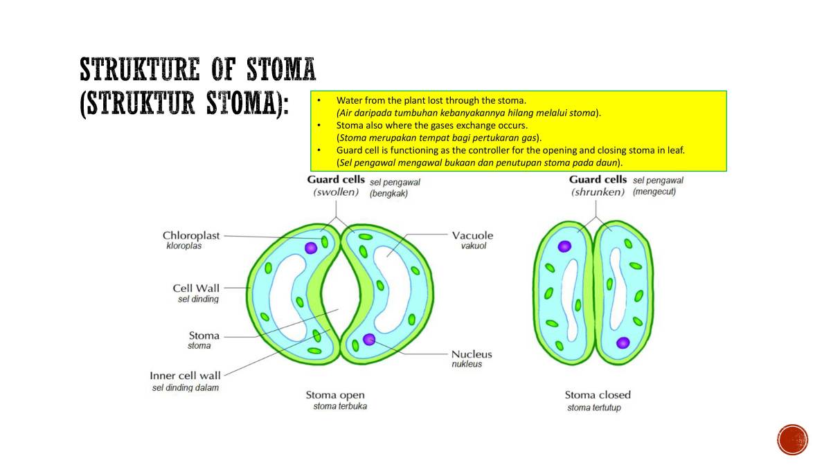 Science Form 3: Chapter 2 (Blood Transportation) - PowerPoint Slides ...