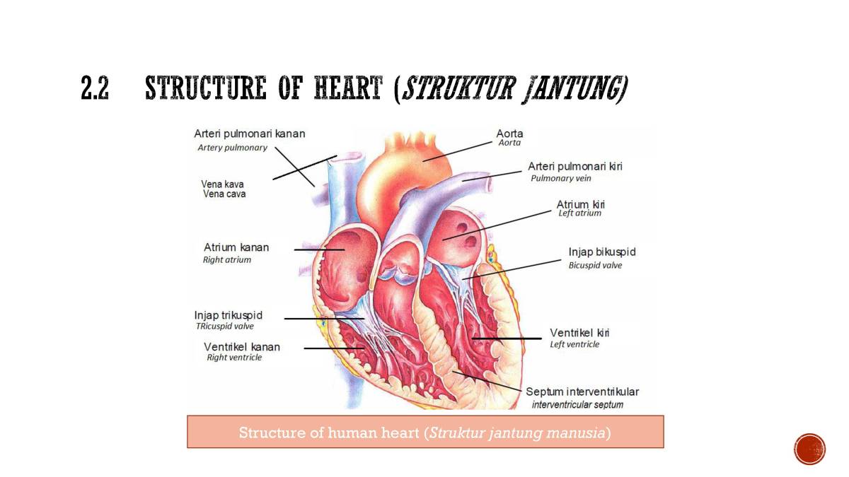 Science Form 3: Chapter 2 (Blood Transportation) - PowerPoint Slides ...