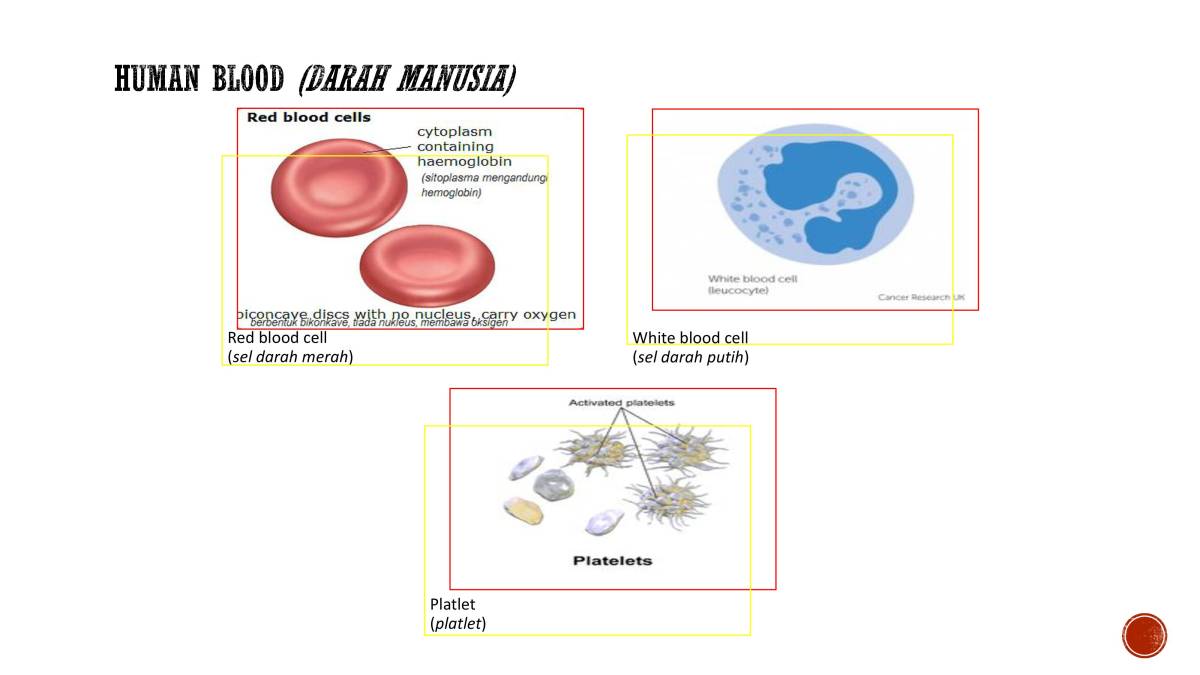 Science Form 3: Chapter 2 (Blood Transportation) - PowerPoint Slides ...