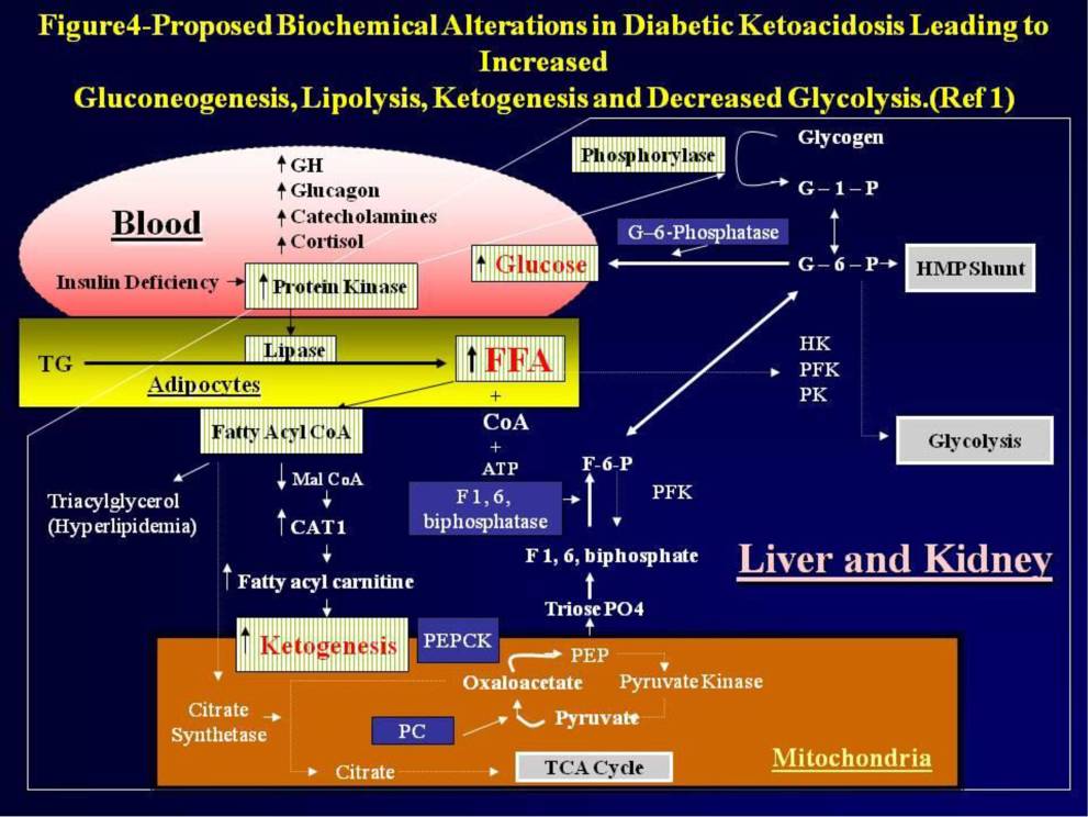 Diabetic Ketoacidosis (DKA) - PowerPoint Slides - MyPrivateTutor Malaysia