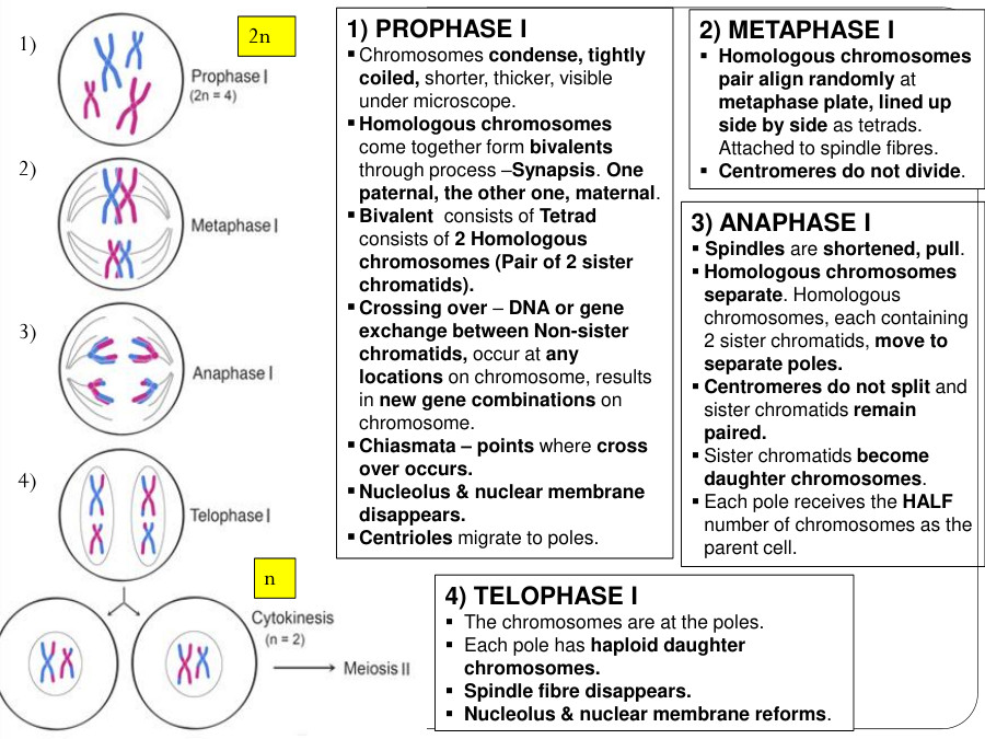 PPT On Form 4 Chapter 5 Cell Division - PowerPoint Slides ...